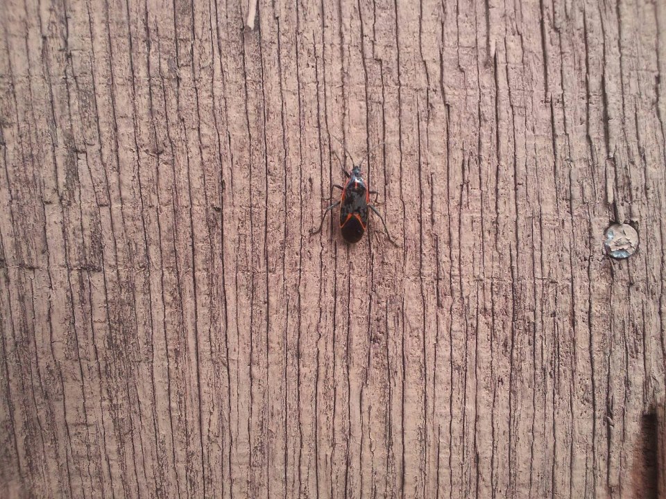 D.O.A Pest Control Naperville, IL, 60564 | Networx