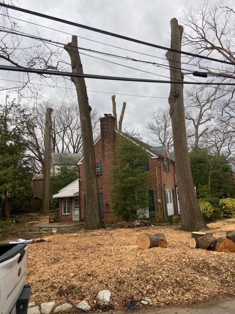 Metropolitan Tree Service Roosevelt, NY, 11575 | Networx