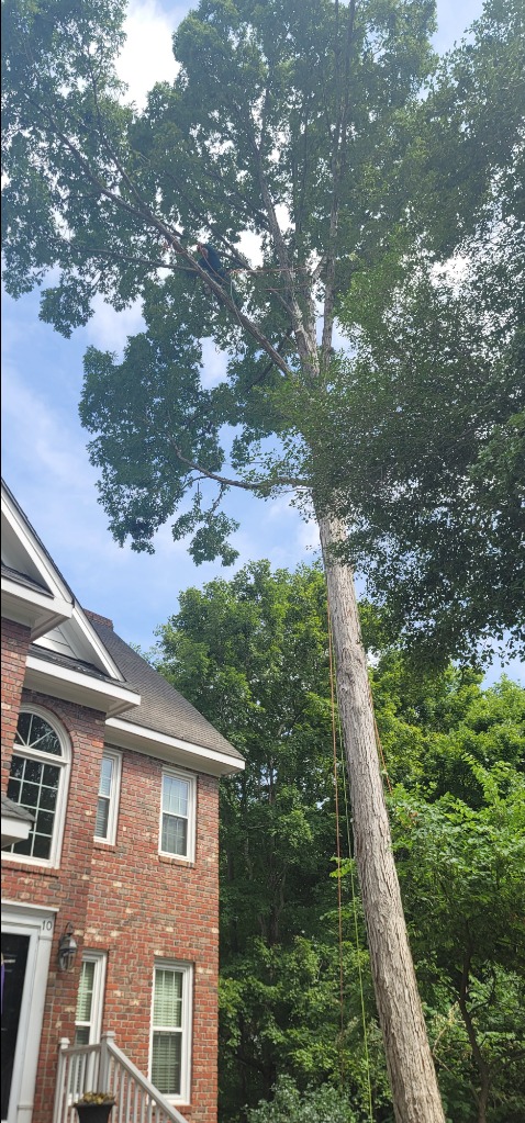Bori Tree and Lawn Wendell, NC, 27591 | Networx