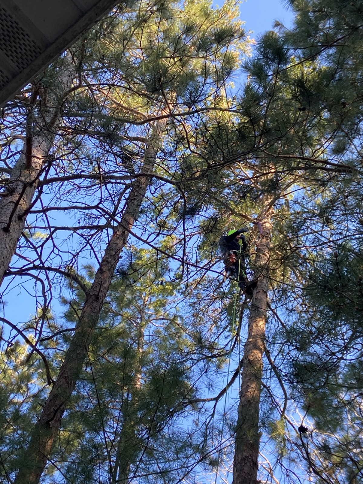 Arborcare Tree Service Inver Grove Heights, MN, 55076 | Networx