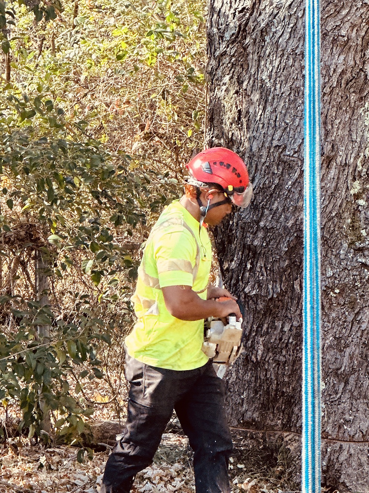 GreenLimb Tree Service Greensboro, NC, 27405 | Networx