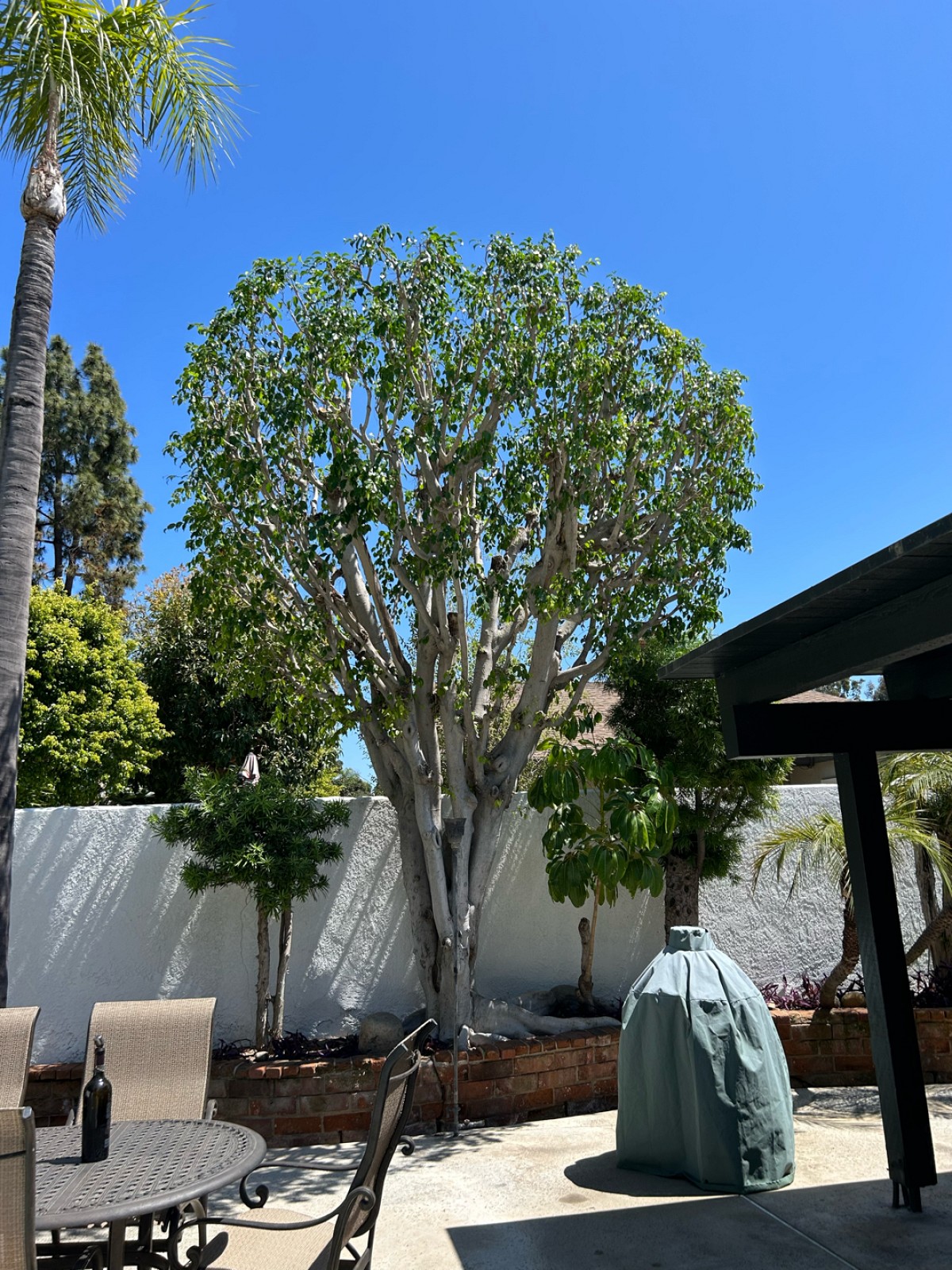 Malpartida Tree Care Lake Forest, CA, 92630 | Networx