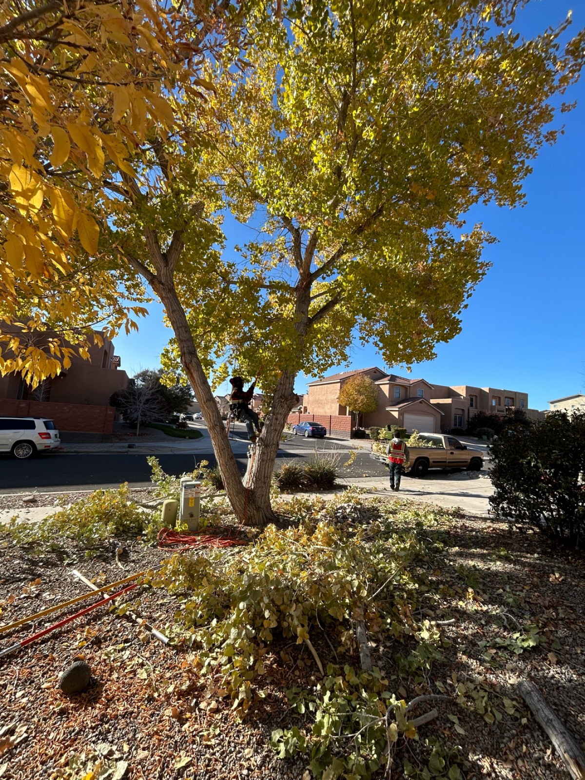 Revision Tree LLC. Albuquerque, NM, 87123 | Networx