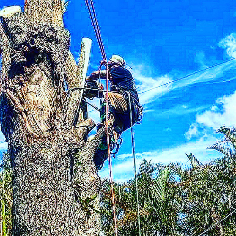 Souza and Son's Tree Service Jacksonville, FL, 32246 | Networx