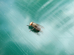 How Do I Get Rid of Sand Flies? | Networx