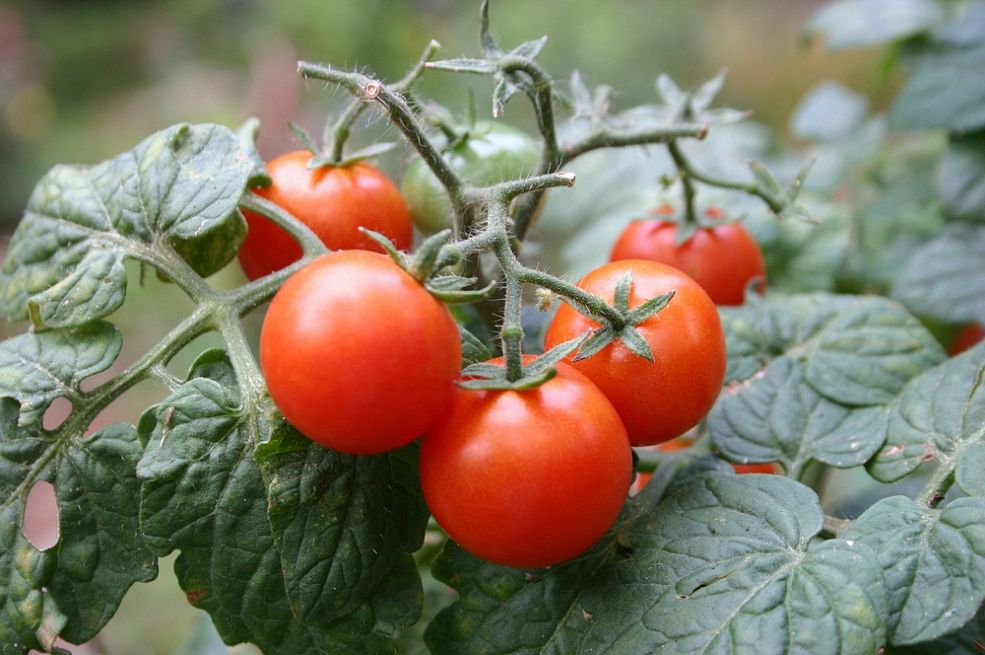 Bodacious Tomato Plant Photos and Growing Tips | Networx