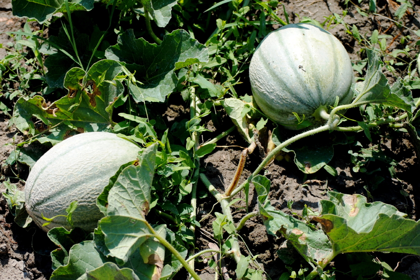 Reasons Why Plants Don't Produce Fruit | Networx