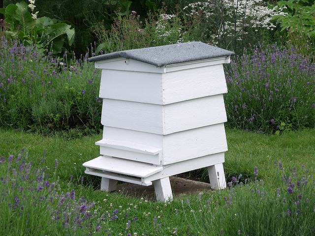 Which Beehive Is Best? | Networx