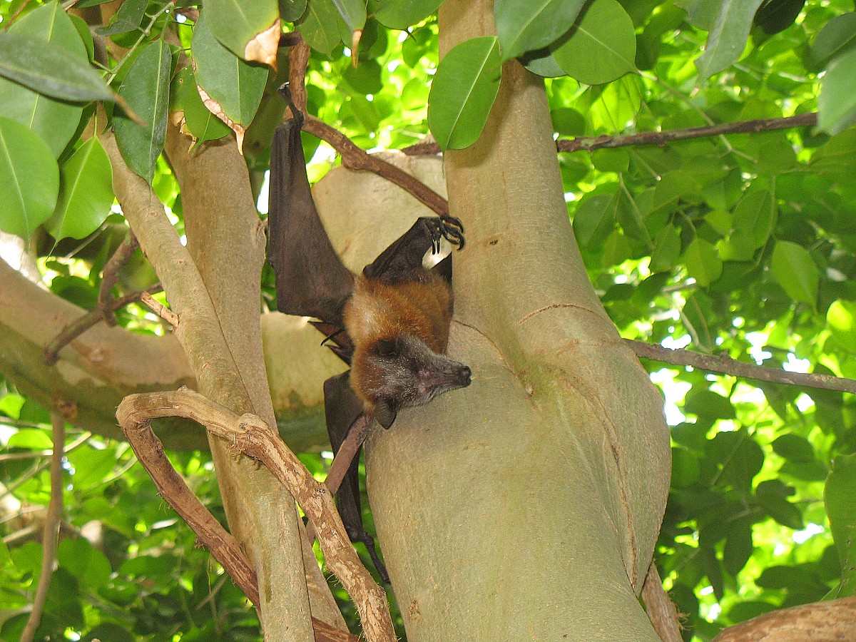 Welcome Bats to Your Garden | Networx