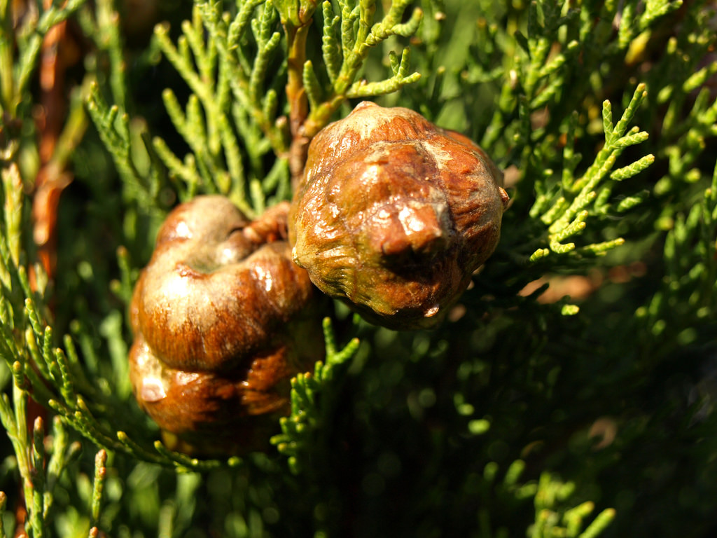 Tree Disease Treatment for the Amateur Arborist | Networx