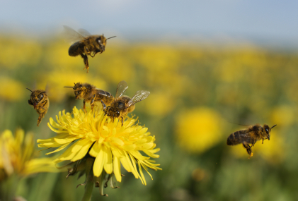 Bee-Friendly Landscaping | Networx