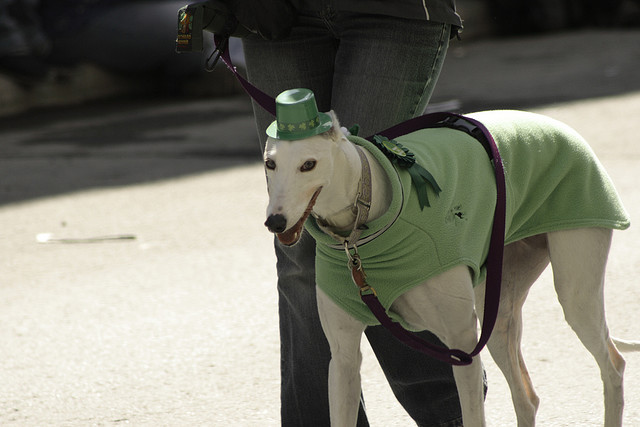 Helping a Rescued Greyhound Adjust to Life at Home | Networx