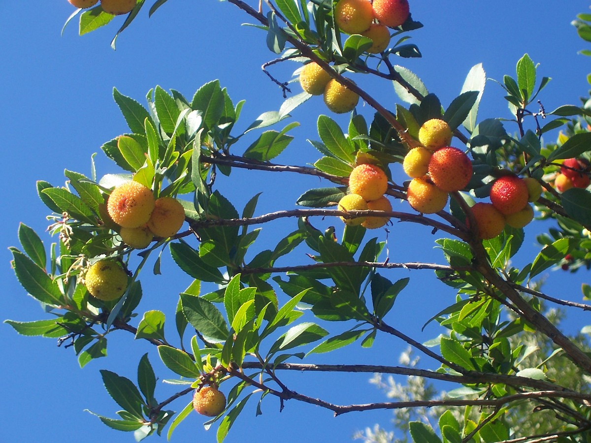 Landscaping: Native Plants vs. Non-Native Plants | Networx