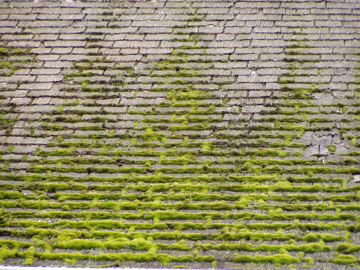 Roofing Rx: Treatment for a Mossy Roof | Networx