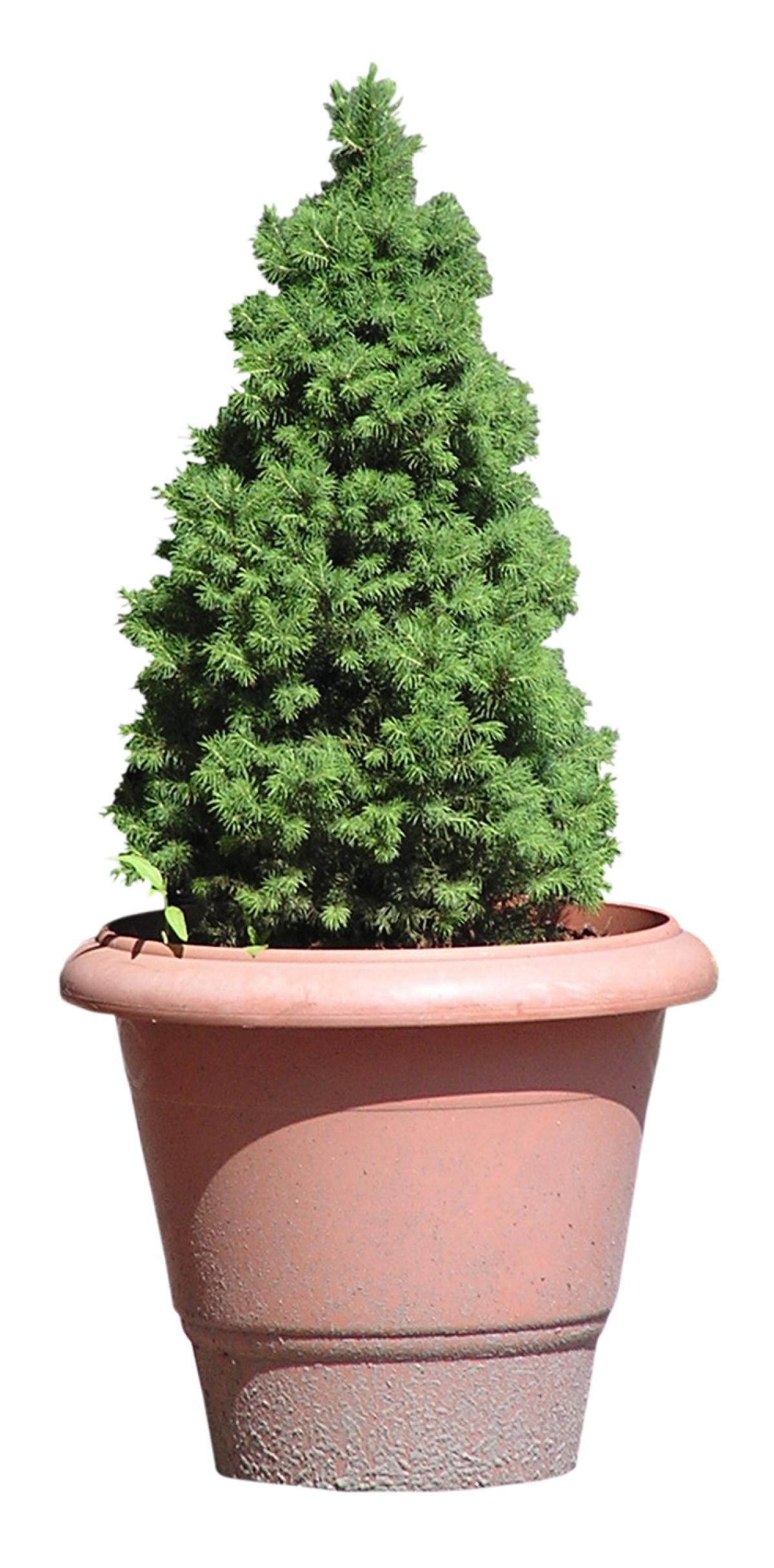 A Horticulturist on Caring for a Live Christmas Tree | Networx