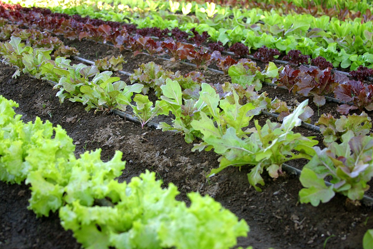 Spring Vegetable Gardening Schedule for Temperate Climates | Networx