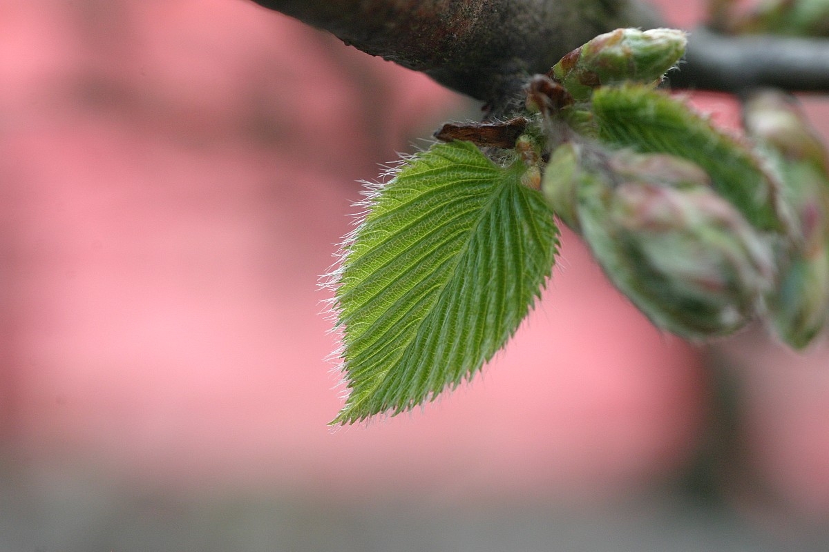 Great Trees for Urban (and Suburban) Yards | Networx