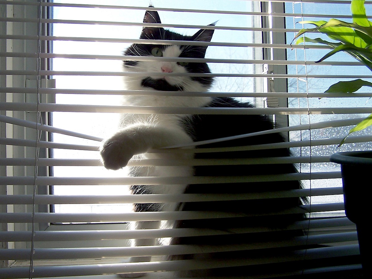 10 Energy-Saving Window Treatments | Networx